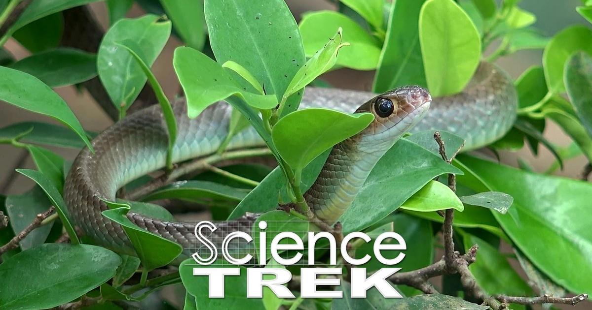 Science Trek | Snakes: Home Snake Home | PBS