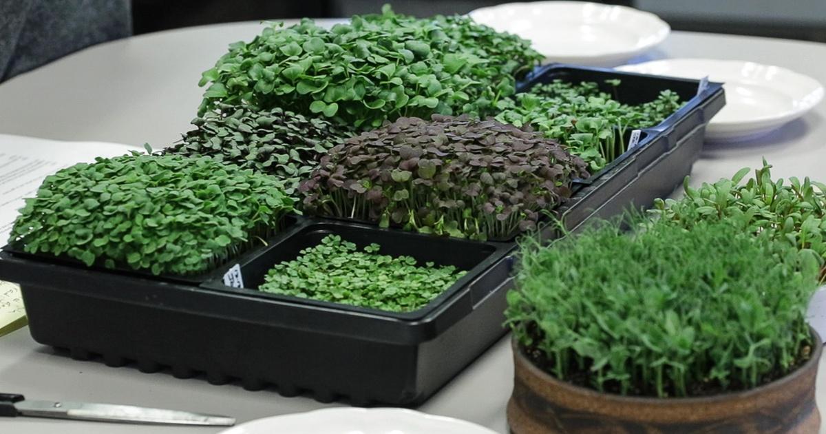 Modern Gardener | Growing Microgreens and Sprouts Part 1: Getting ...