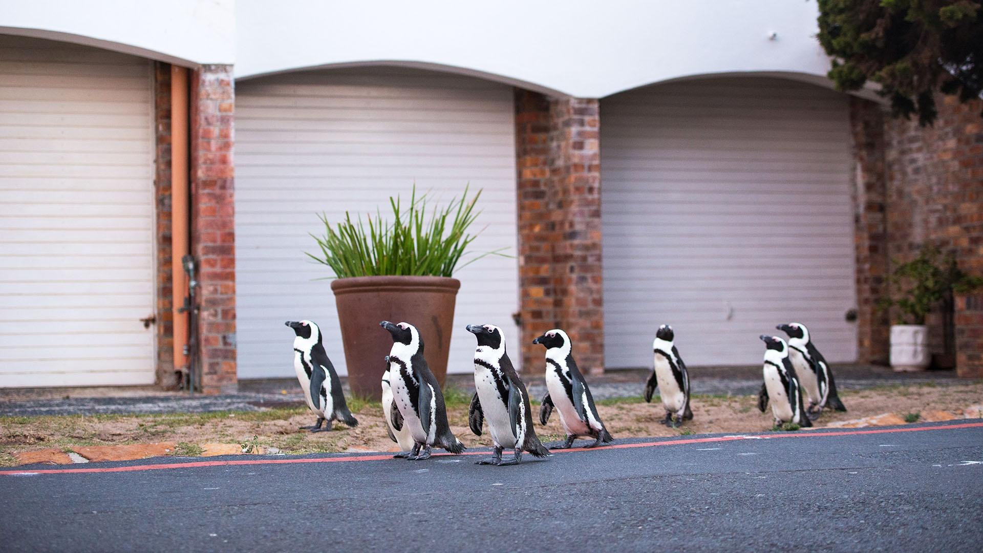 A Waddle of Penguins Head Into Cape Town | Wild Metropolis | THIRTEEN ...