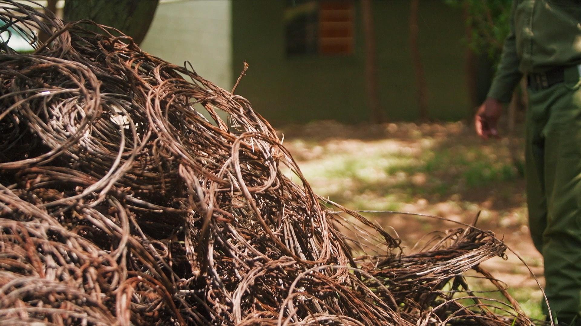 How Wire Snares Threaten the Wildebeest Migration | Nature | THIRTEEN ...