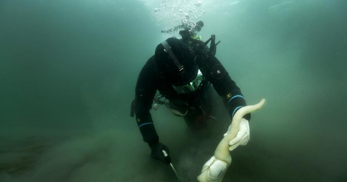 Oregon Field Guide | Diving for Geoduck, the World’s Largest Clam ...