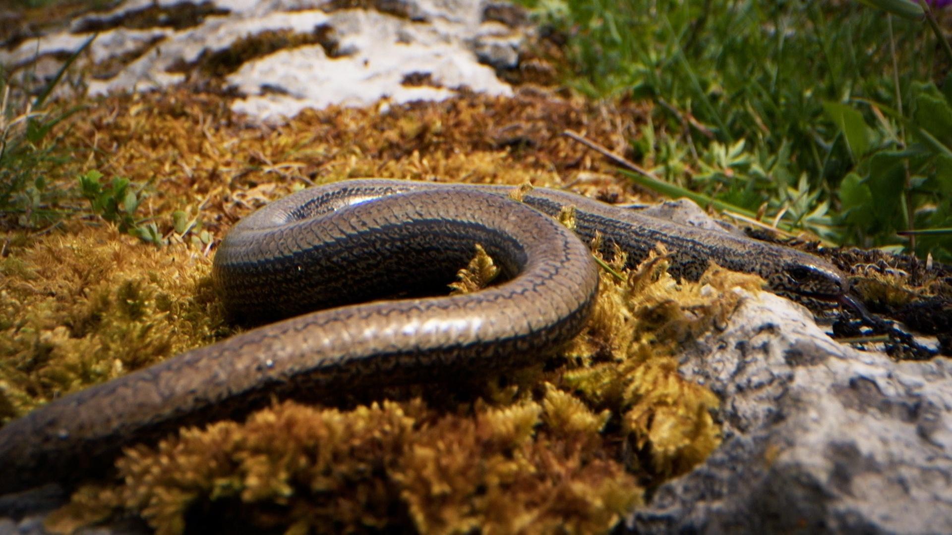 The Slow Worm Is Not a Worm | Nature | WLIW