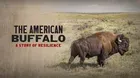 The American Buffalo | PBS