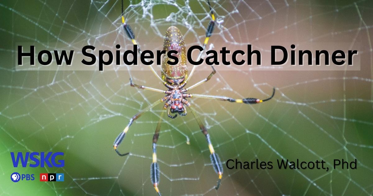 Science Pub | How Spiders Catch Dinner | Season 2022 | PBS