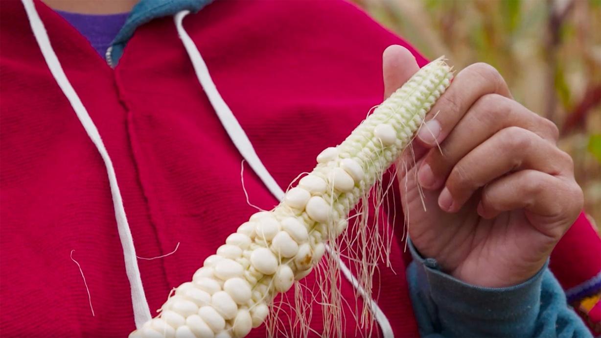Oneida White Corn | Watch on PBS Wisconsin