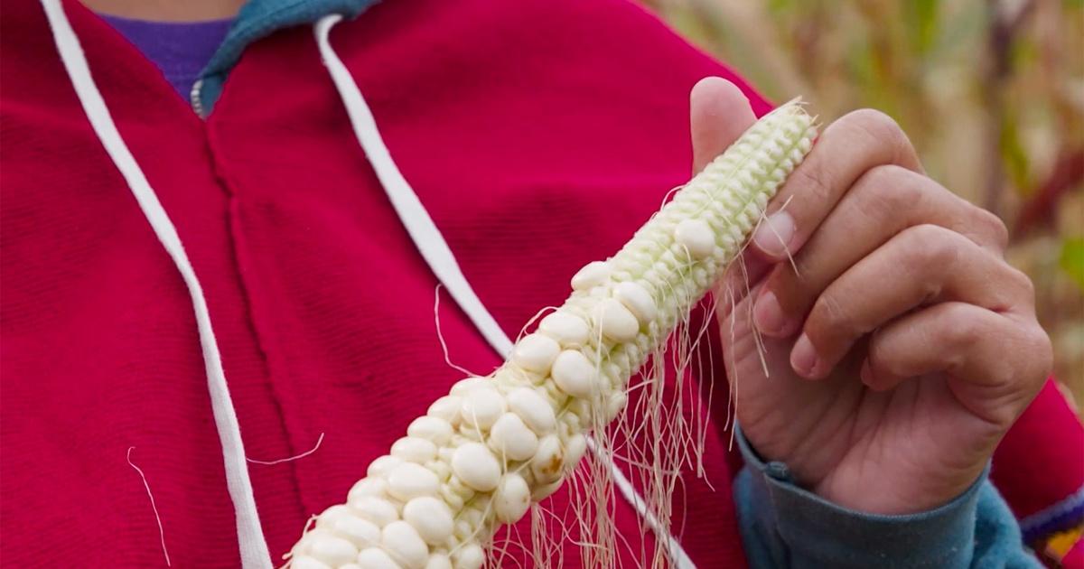 Wisconsin Foodie | Oneida White Corn | Season 12 | Episode 8 | PBS