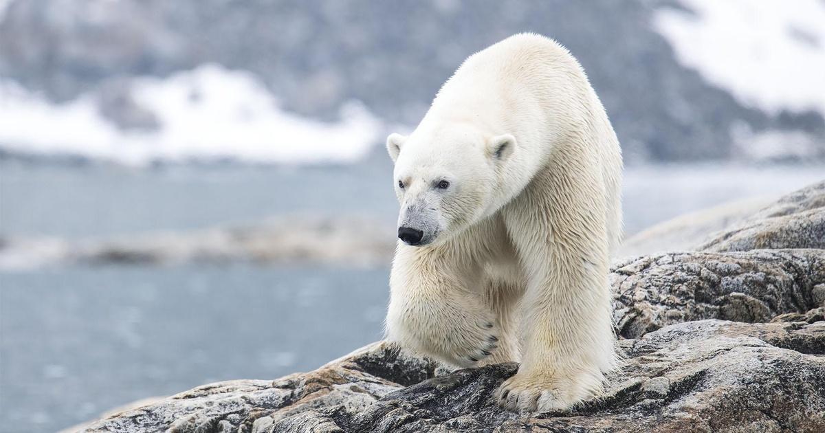 Wild Scandinavia | Fire and Ice | Episode 3 | PBS