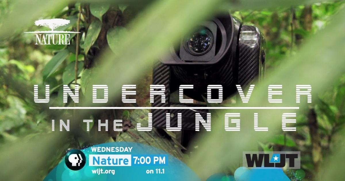 West TN PBS | NATURE: Undercover in the Jungle | PBS