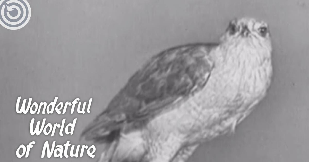 Wonderful World of Nature | How Birds Use Their Bills and Feet | PBS