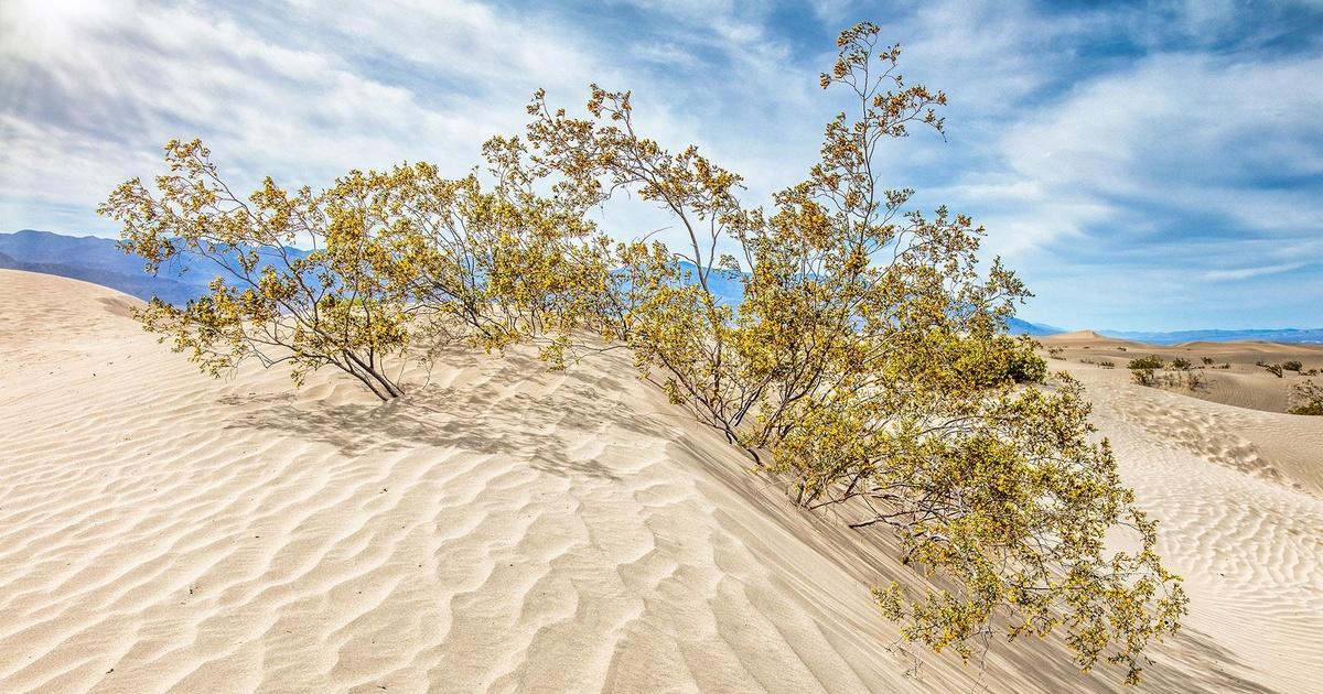 The Green Planet | The 12,000-year-old Plant that Barely Grows ...