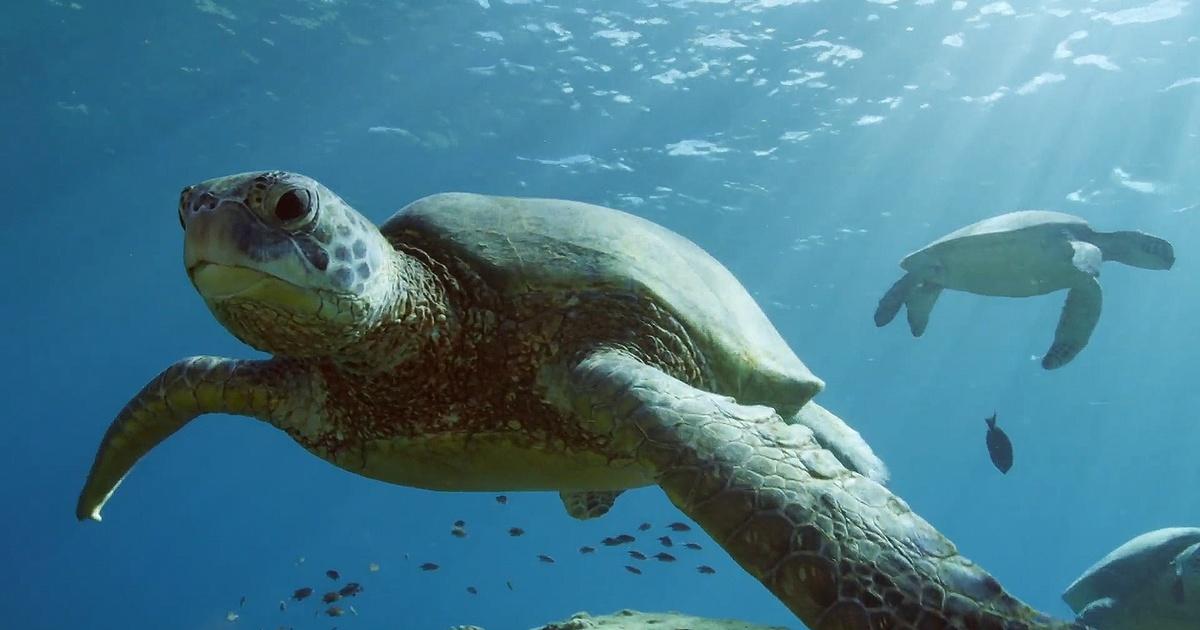Nature | What Makes Hawaii's Green Sea Turtles Unique? | Season 39 ...