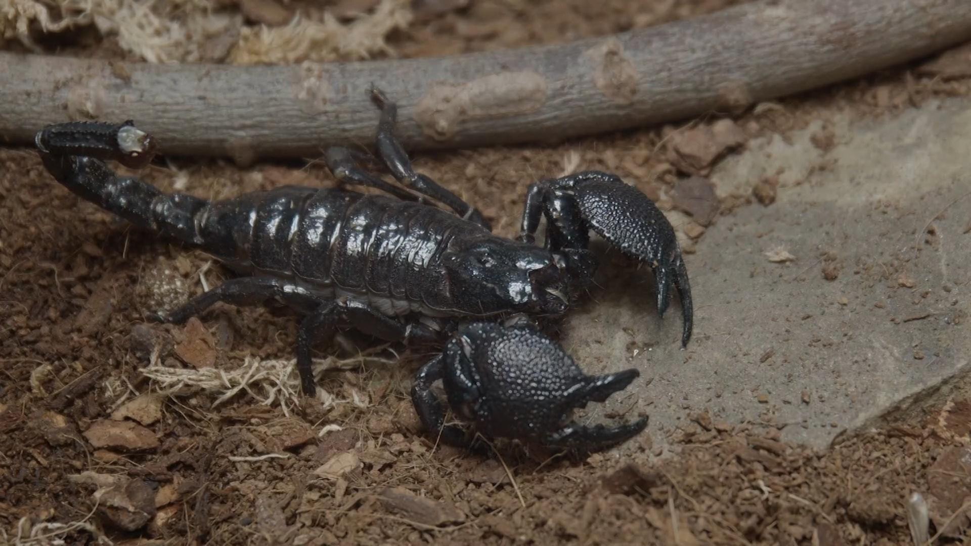 EMPEROR SCORPION | Let's Learn | THIRTEEN - New York Public Media