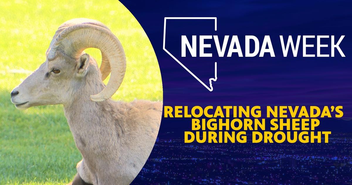Nevada Week | Relocating Nevada’s Bighorn Sheep during drought | Season ...