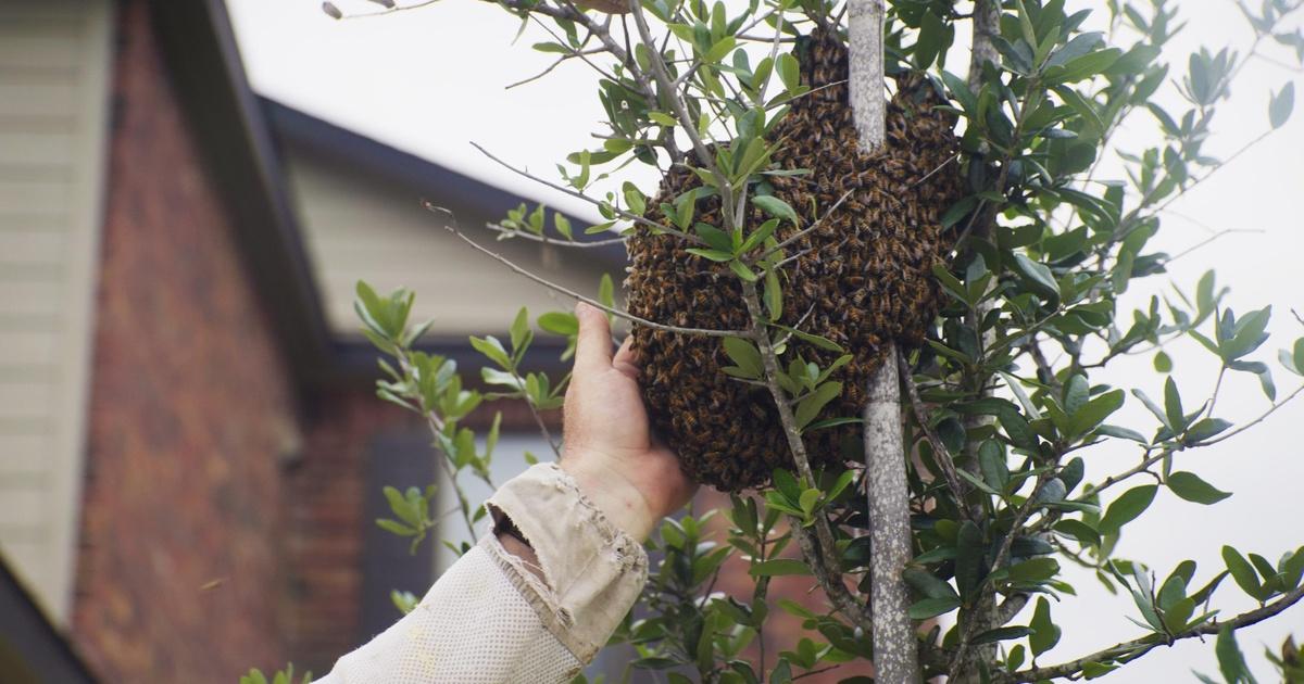 Charlie Bee Company | Bees, Beers, & Bikes | Episode 2 | PBS