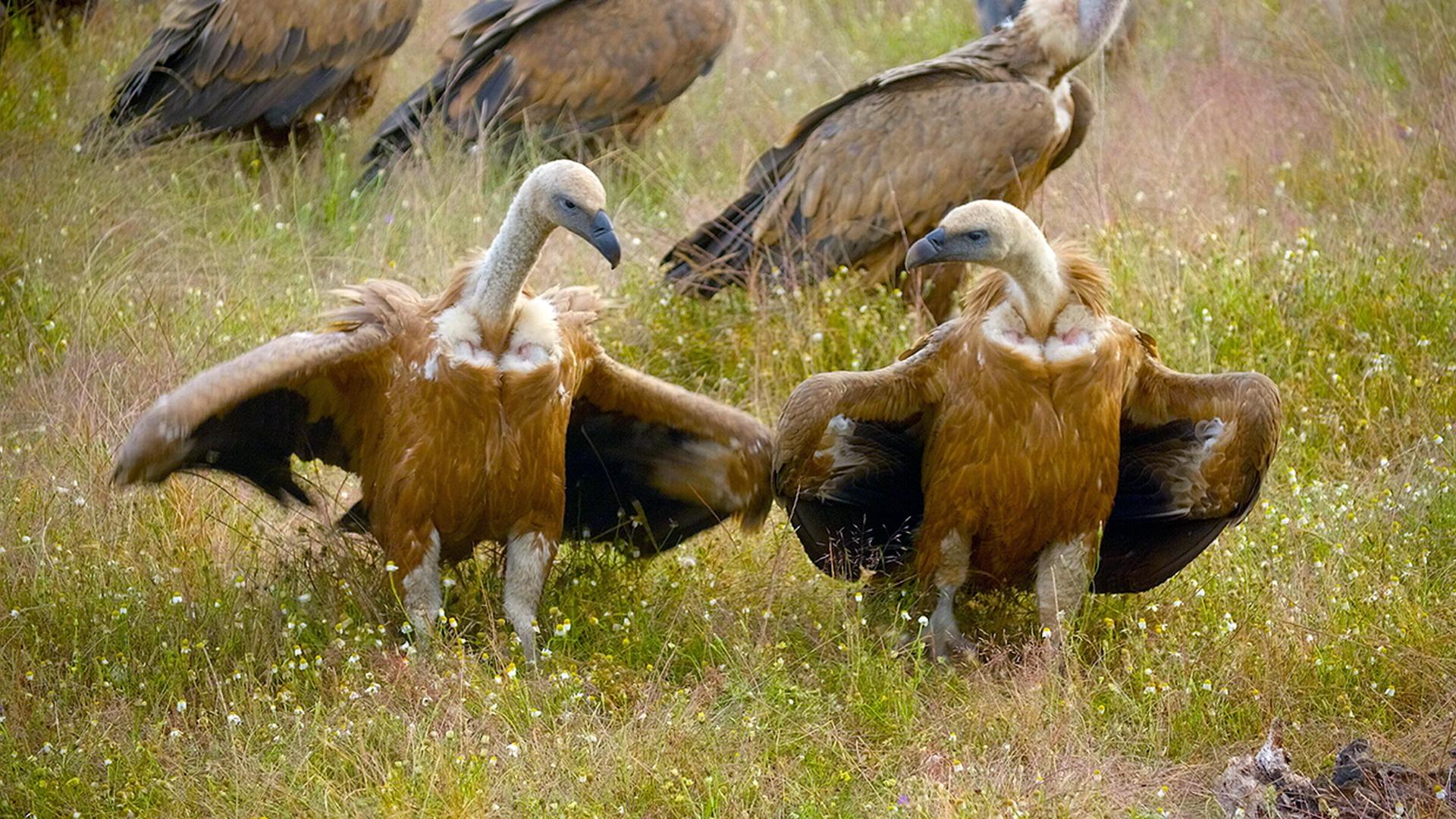 Fox Attempts to Steal Carcass From Flock of Vultures | Nature ...