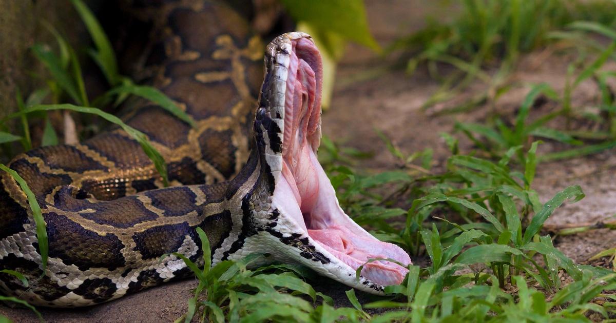 SCI NC | Animals Among Us | Season 6 | PBS