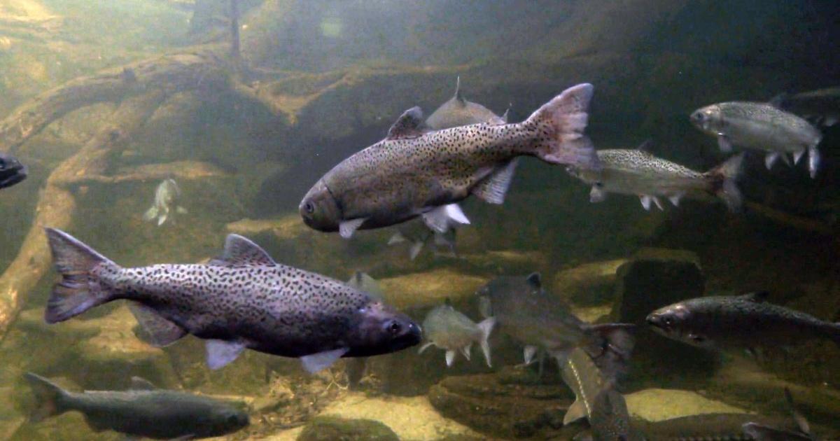 The Slice | Restocking Fish Populations in Minnesota Lakes | Season ...