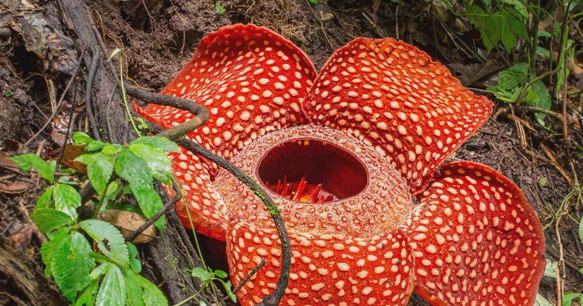 Science Trek | Botany: Record Plants | PBS