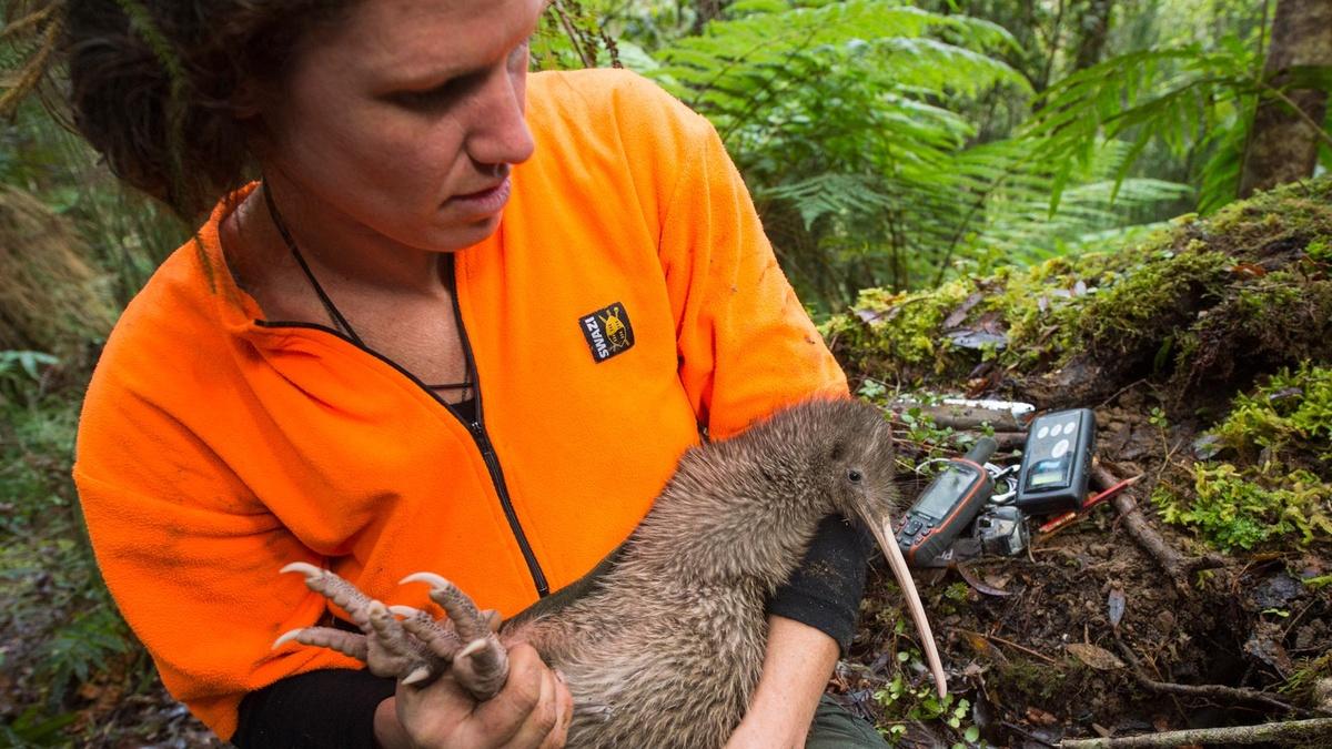 Creature Clip: Rowi Kiwi | Rare | THIRTEEN - New York Public Media