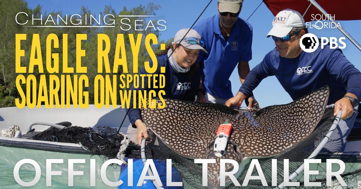 Changing Seas | Eagle Rays: Soaring on Spotted Wings | Changing Seas | Preview | Season 16 | PBS