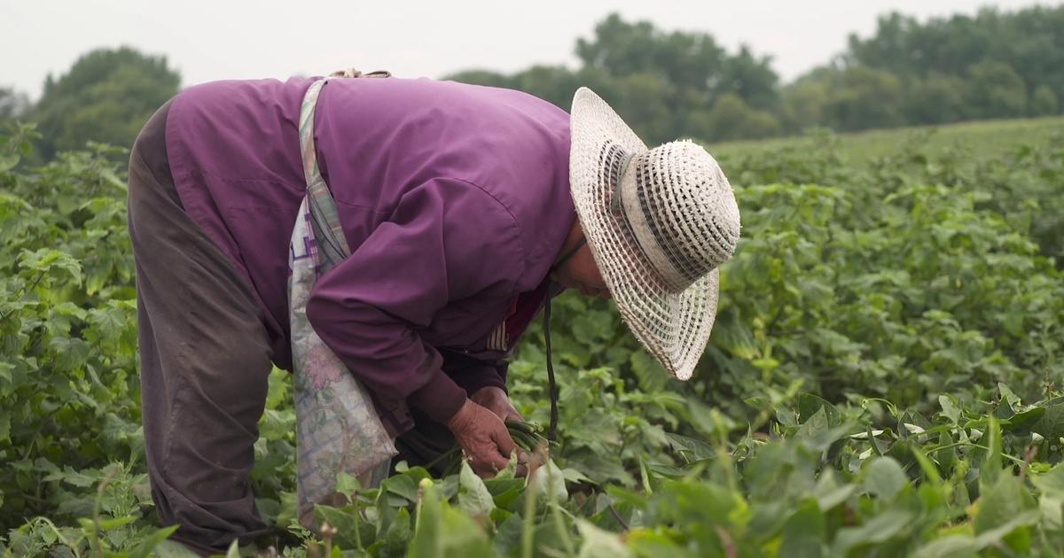 Food For Thought | Common Ground | Hmong Farming in Minnesota | Season ...