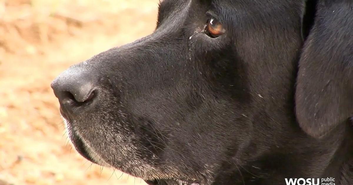 QED With Dr. B | Dogs Teach Us to Detect Disease | Season 2 | Episode ...