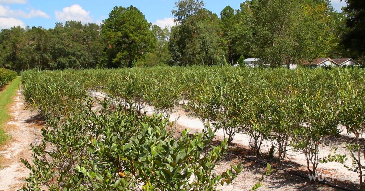 Florida's Agriculture | Metro Center Outlook | PBS