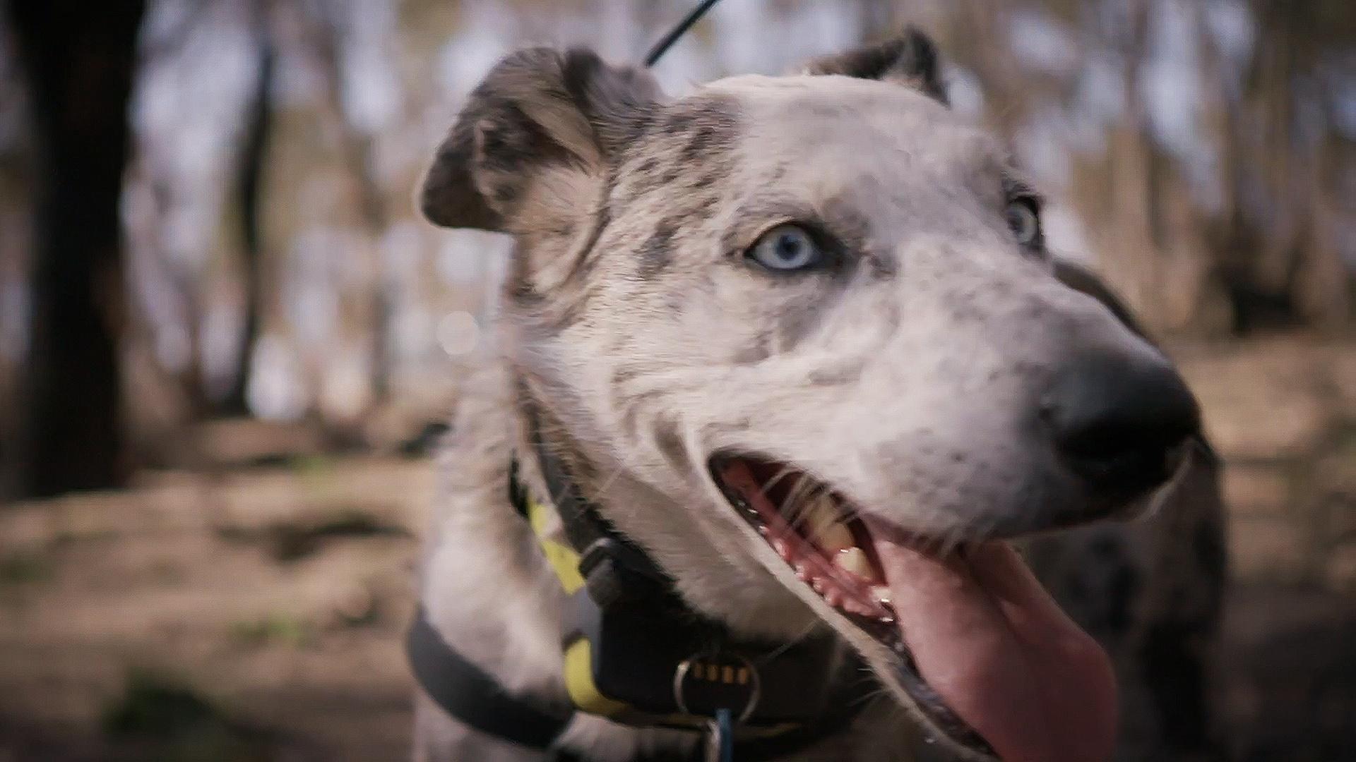 Meet Bear, the Koala Detection Dog | Nature | THIRTEEN - New York ...