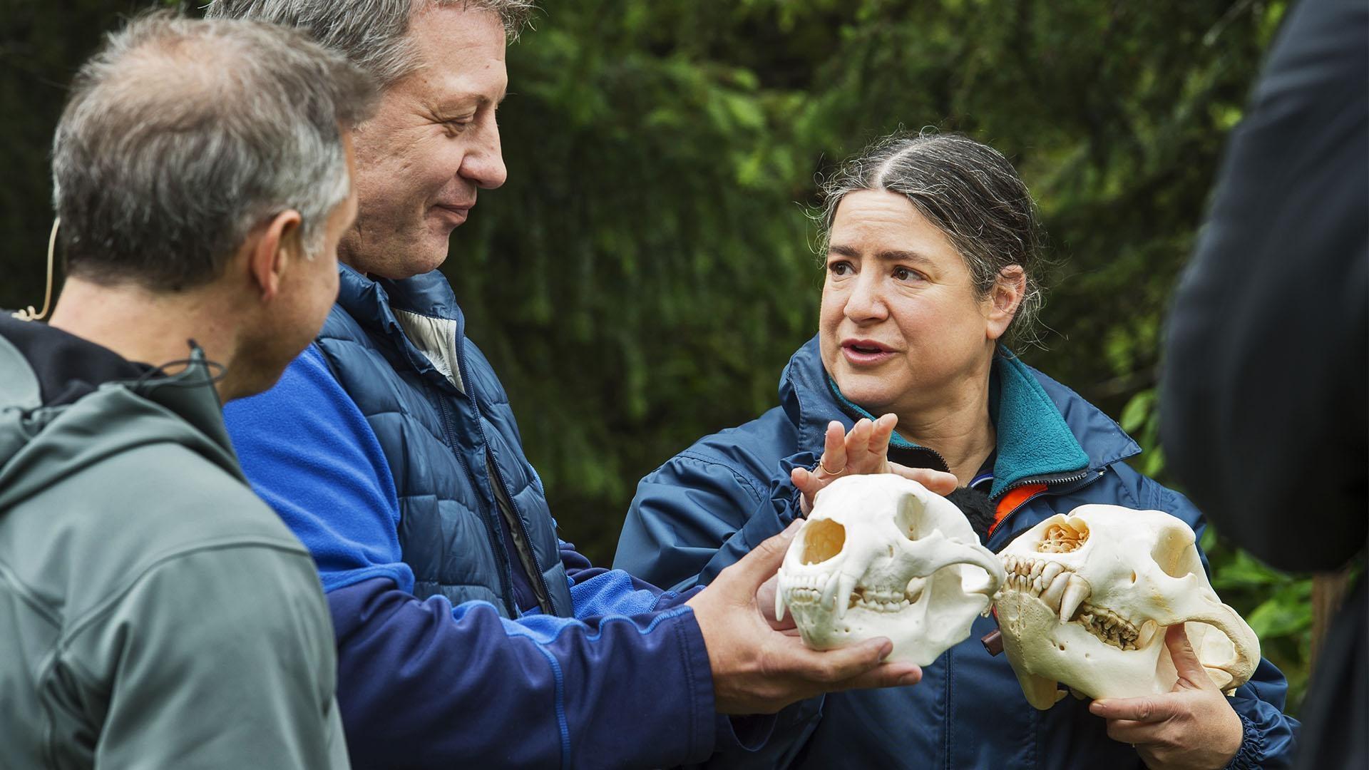 Black Bear vs. Brown Bear | Wild Alaska Live | WLIW