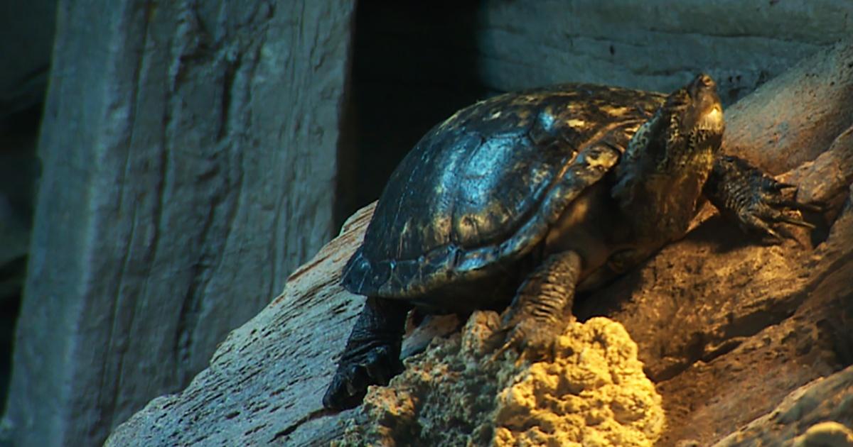 Outdoor Wisconsin | Outdoor Wisconsin #3609 - Tunnel for Turtles ...