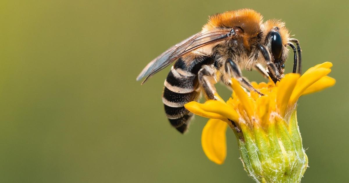 SCI NC | What "Save the Bees" got wrong | KPBS