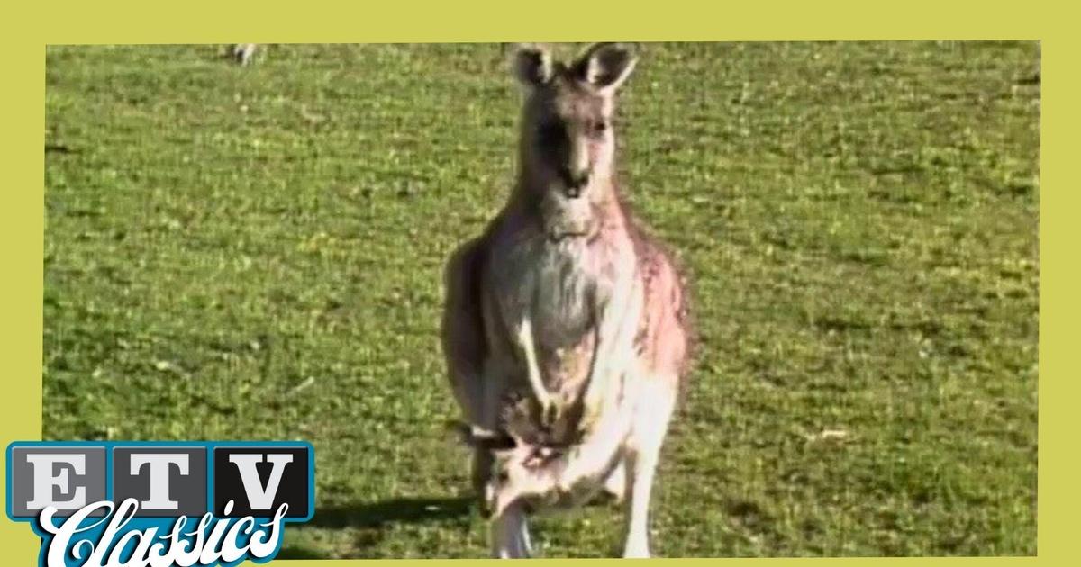 ETV Classics | Slightly Wacky Aussie Doco (1986) | PBS