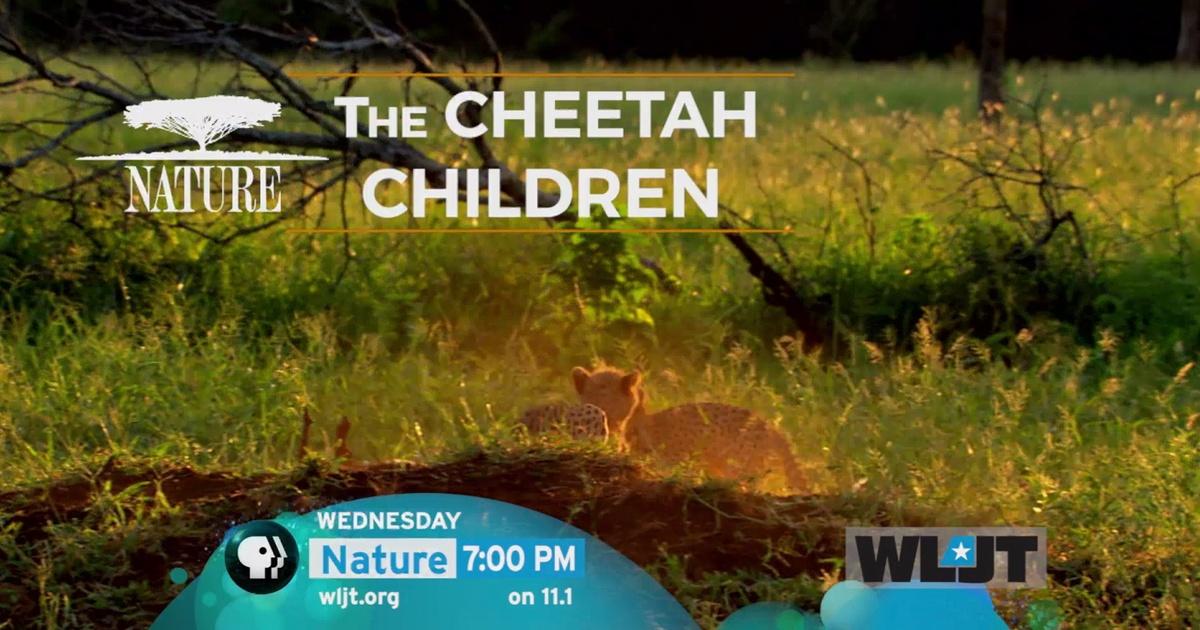 West TN PBS | NATURE: The Cheetah Children | PBS