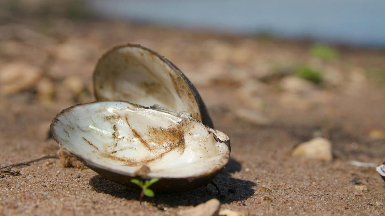 How drought and dams strand mussels on the Wisconsin River
