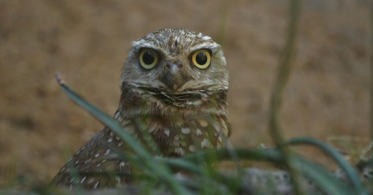 Let's Learn | ANIMAL ADAPTATIONS: OWLS | Season 2024 | PBS