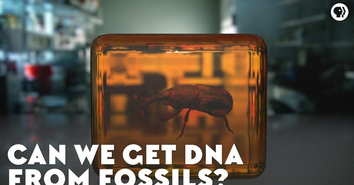 Eons | Can We Get DNA From Fossils? | Season 1 | Episode 59 | PBS