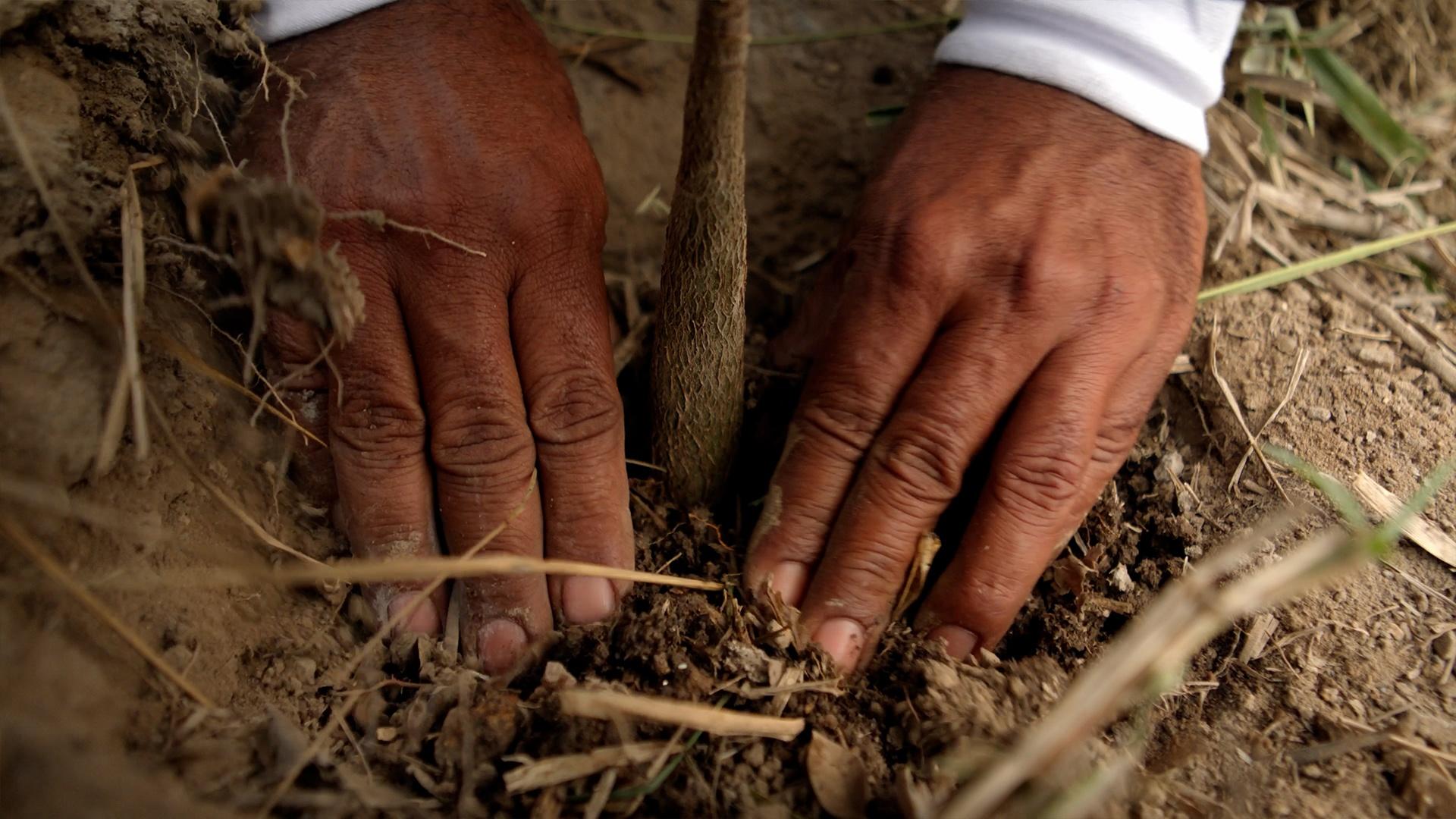 Rebuilding a Forest | WILD HOPE | Nature | THIRTEEN - New York Public Media