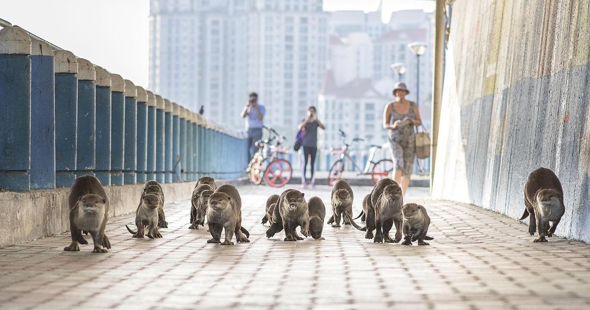 Wild Metropolis | PBS