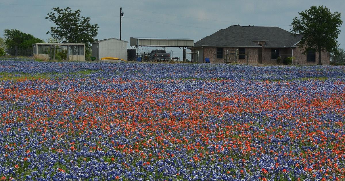 Central Texas Gardener | Wildflower & Native Grass Seeds | Season 25 ...