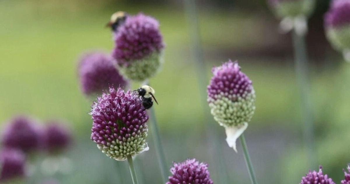 Earth Focus | Neonics: Toxic Until Fully Tested | PBS