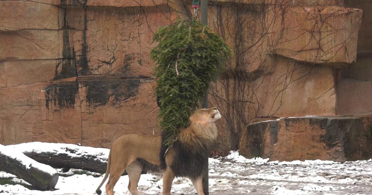 Chicago Tonight | Brookfield Zoo Lion Enjoys Christmas Fun | Season ...