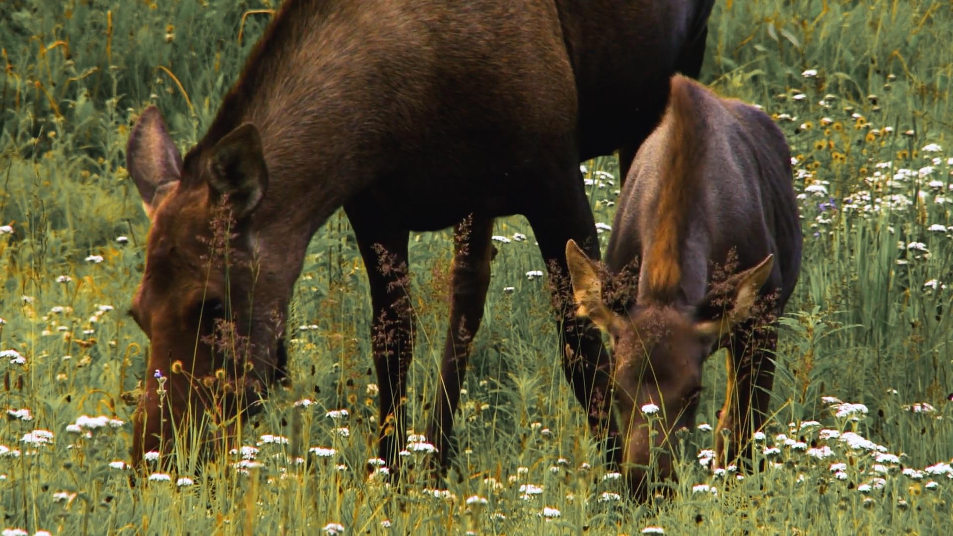 Discovering the Moose | Native Report | ALL ARTS