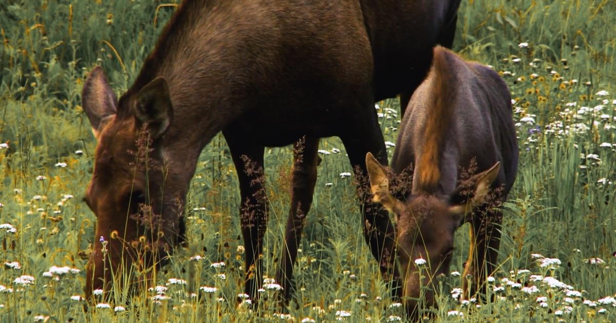 Native Report | Discovering the Moose | Season 18 | Episode 9 | PBS