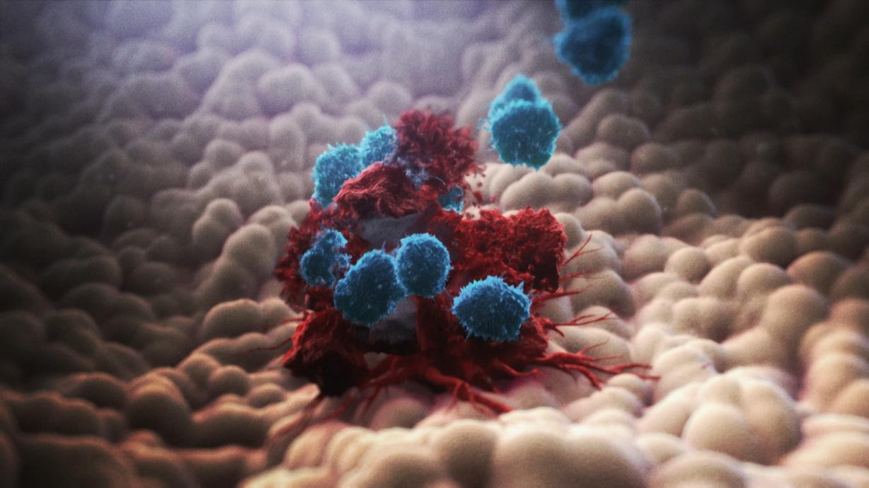How the Immune System Fights Cancer | Watch NOVA on PBS Wisconsin