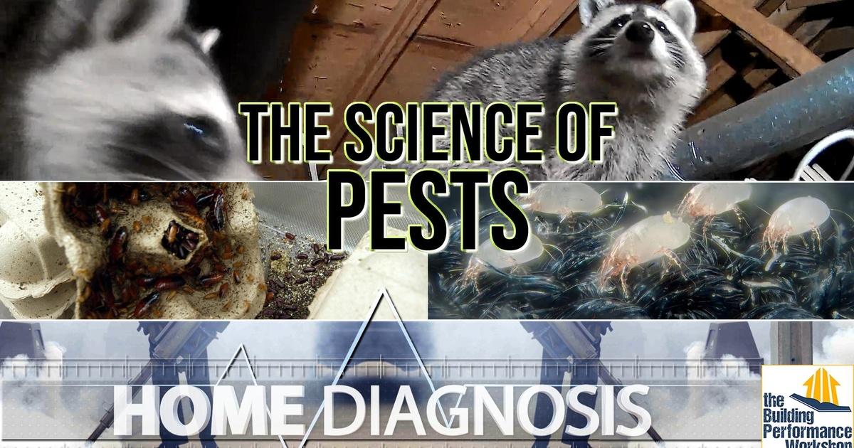 Home Diagnosis | LITTLE CRITTERS | Season 3 | PBS