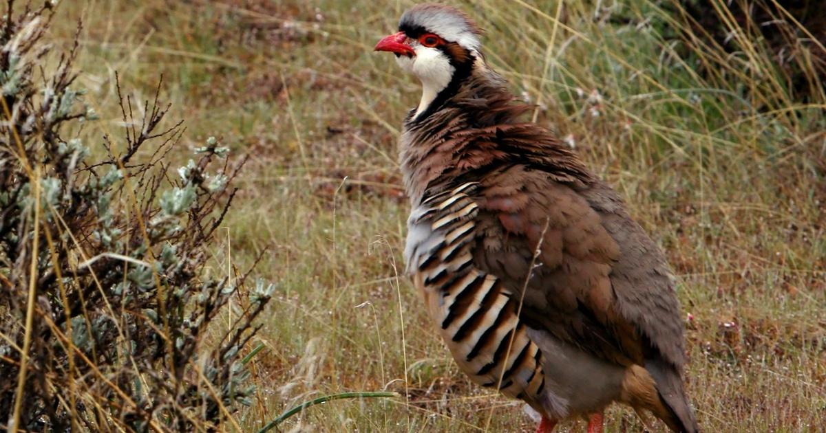 Oregon Field Guide | Chukar Hunters | Season 35 | Episode 1 | PBS