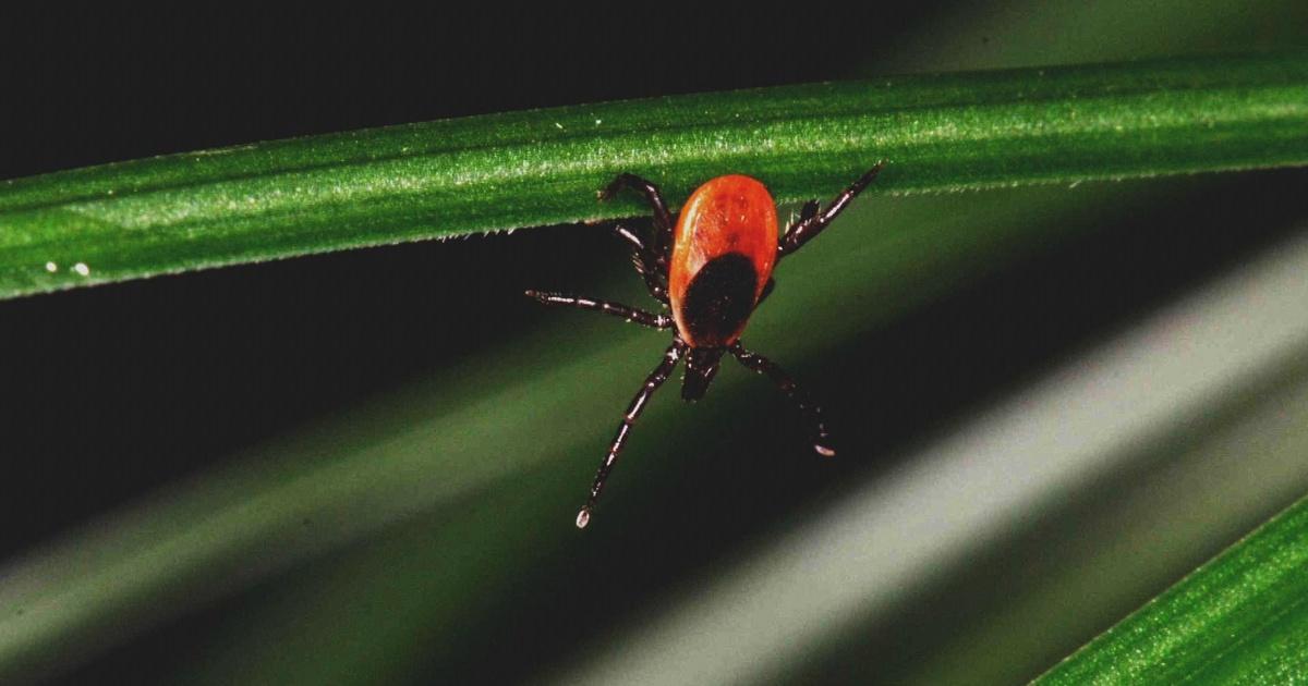 Here and Now | Deer Ticks and Lyme Disease: Quick Tips To Not Get Bit ...