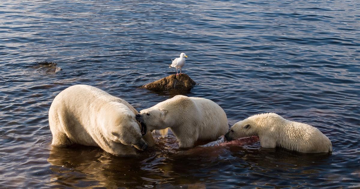 Dynamic Planet | Filming Polar Bears | Episode 1 | PBS