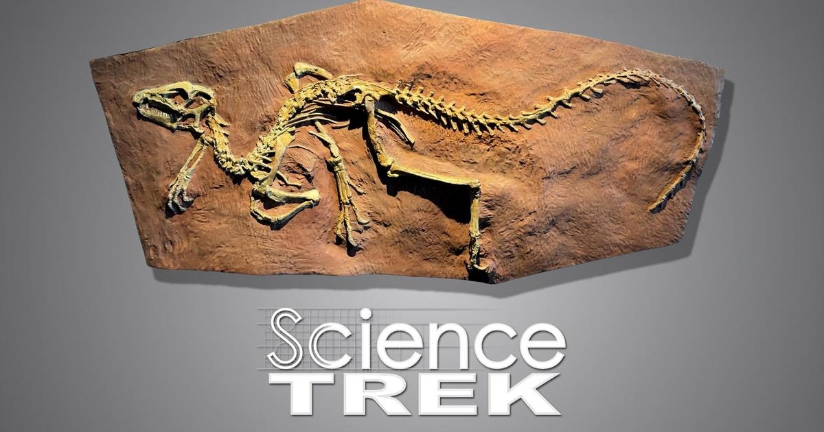 Science Trek | Fossils: Body Parts and Poop | PBS