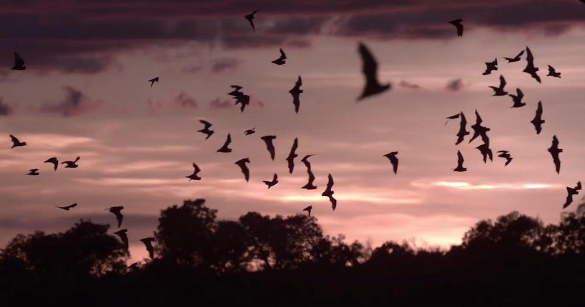 SCI NC | Bat sounds reveal bat secrets | PBS